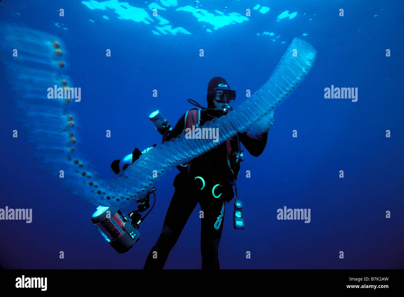 Salp hi-res stock photography and images - Alamy