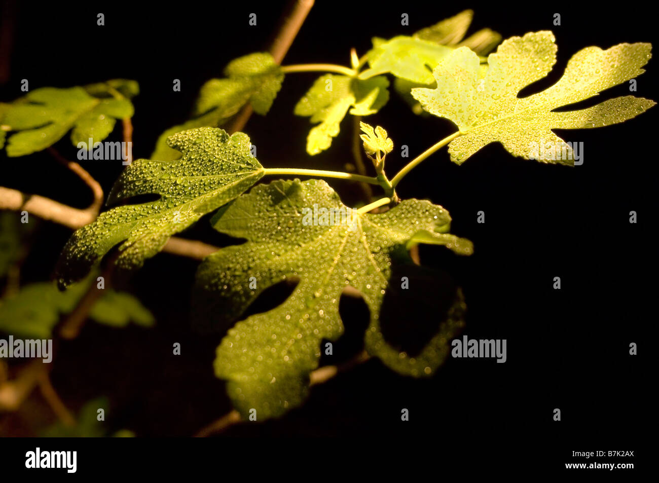 Fig leaves with water drops at night Stock Photo - Alamy