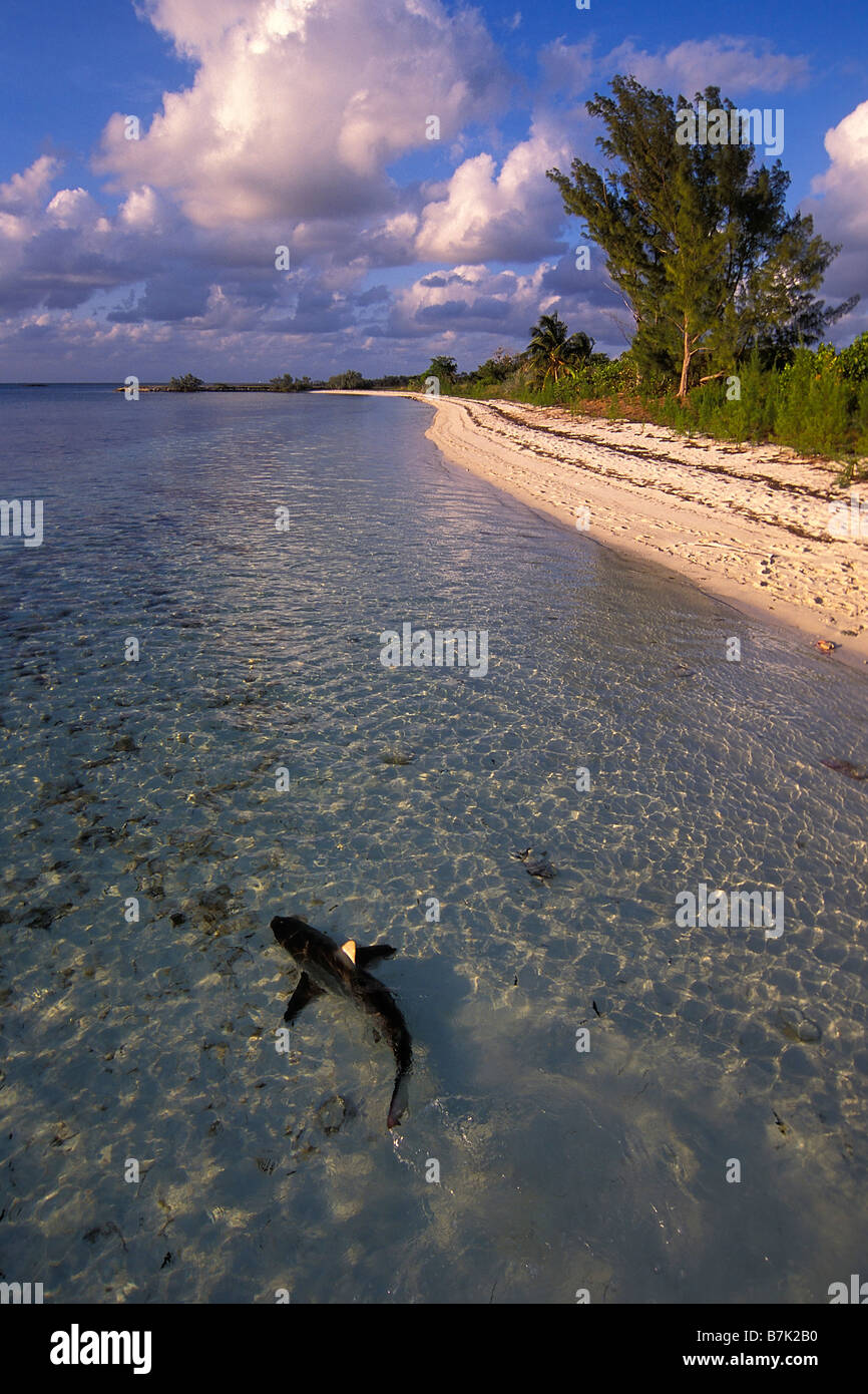 Blacktip shark atlantic ocean hi-res stock photography and images - Alamy