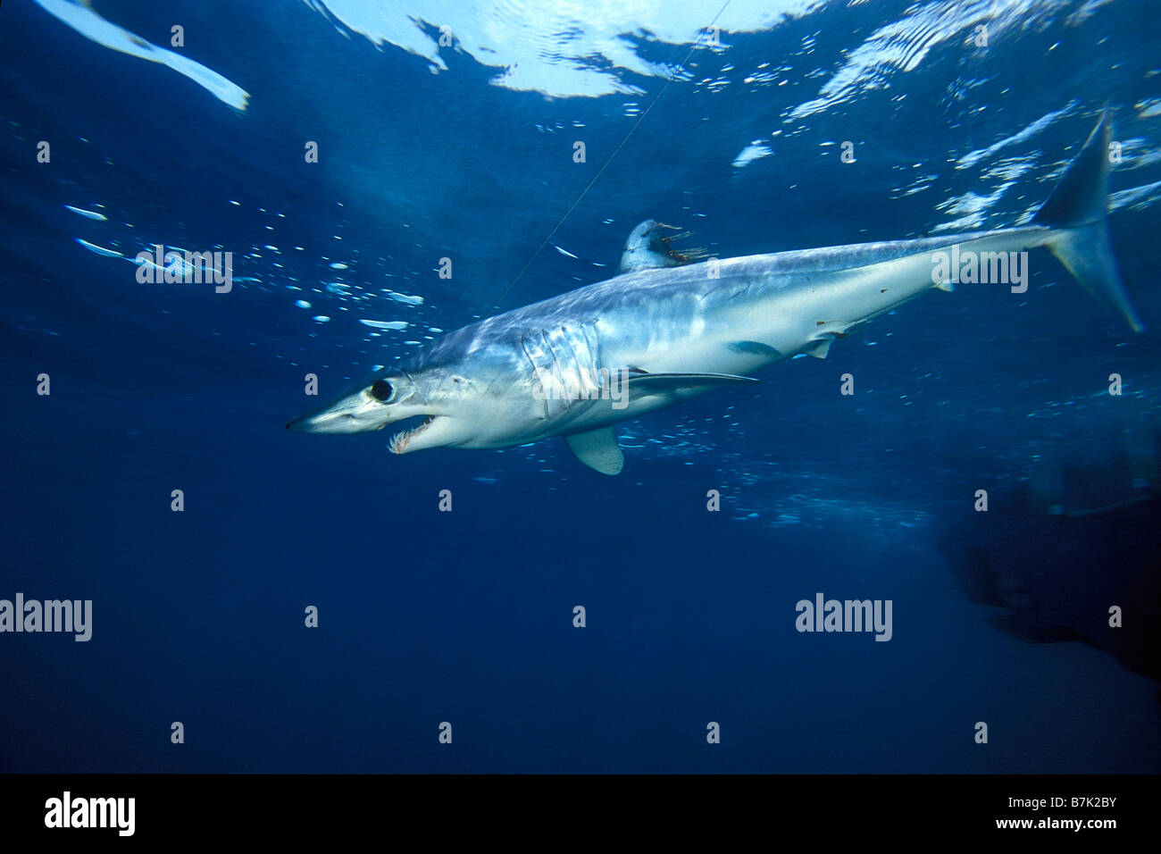 Mako shark Isurus oxyrinchus California Pacific Ocean Stock Photo - Alamy