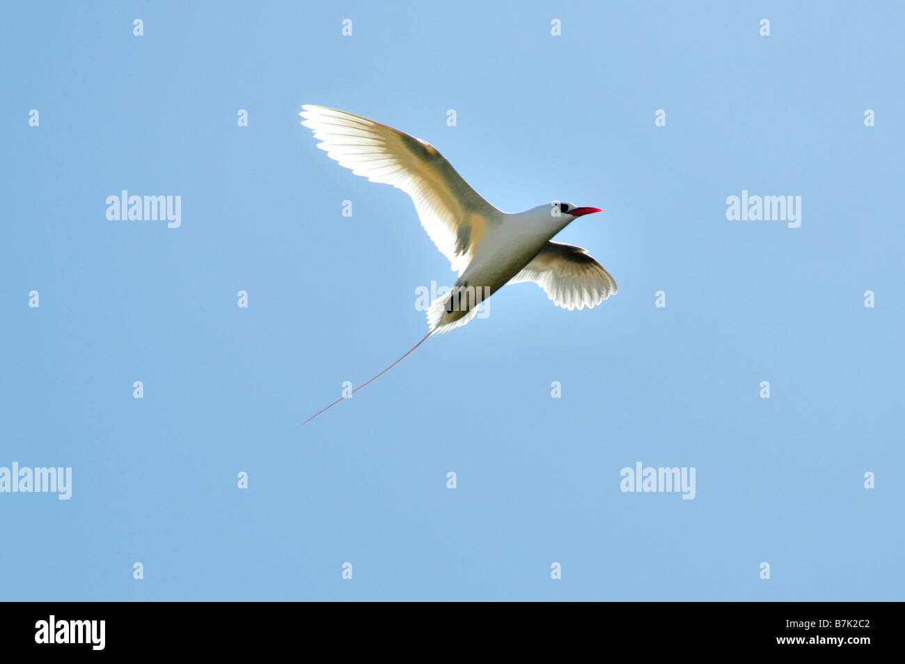 The Red-tailed Tropicbird, Phaethon rubricauda, seabird that nests ...