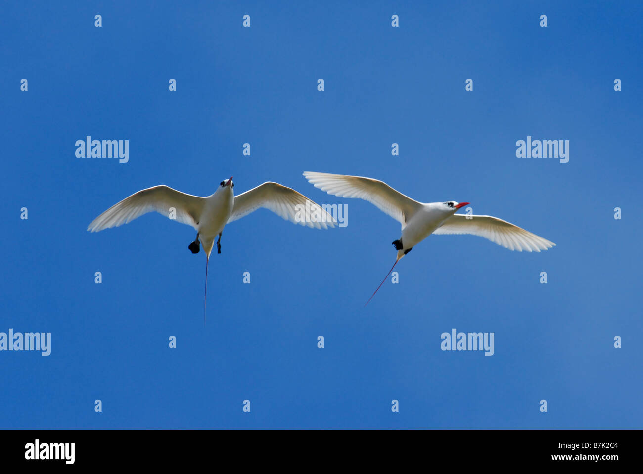 The Red-tailed Tropicbird, Phaethon rubricauda, seabird that nests ...