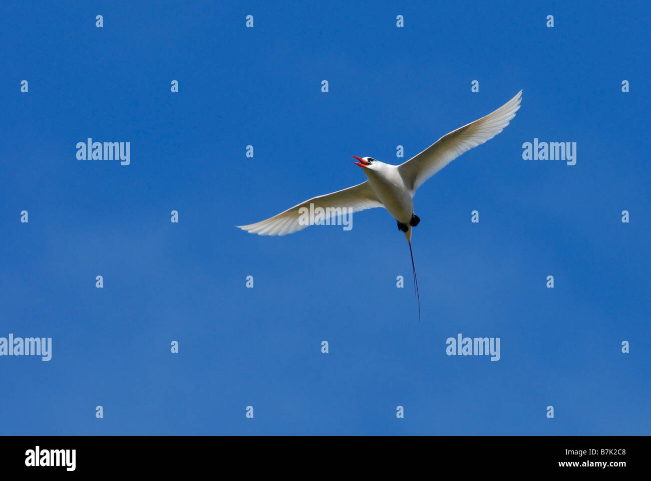 The Red-tailed Tropicbird, Phaethon rubricauda, seabird that nests ...