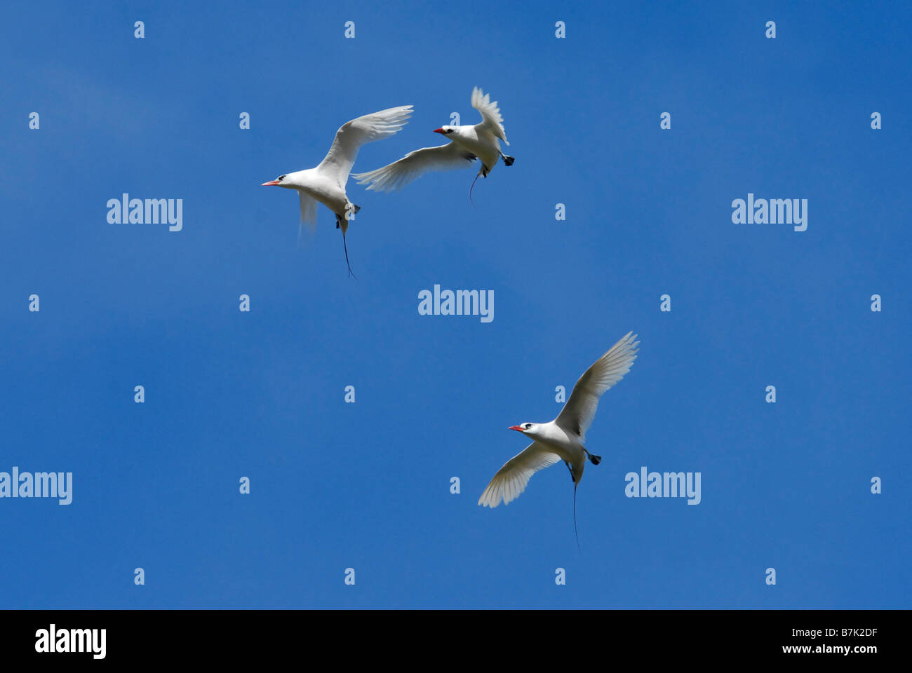 South pacific red tailed tropicbird hi-res stock photography and images ...