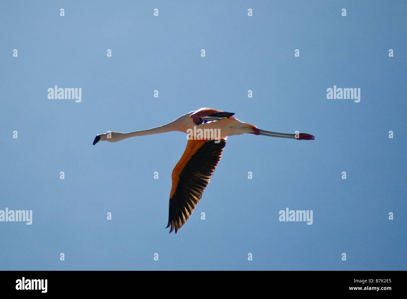 The Andean Flamingo (Phoenicopterus andinus) is a bird species in the ...