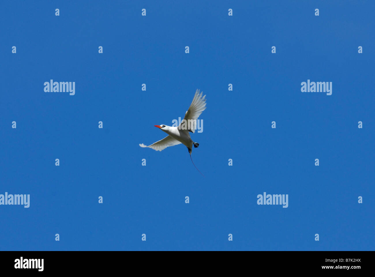 South pacific red tailed tropicbird hi-res stock photography and images ...