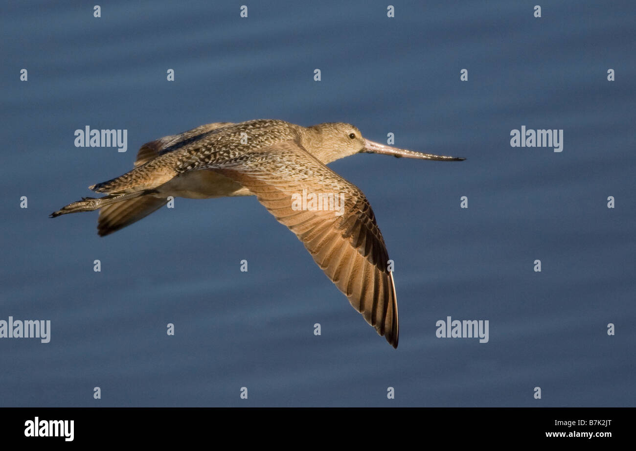 Marbled Godwit in Flight Stock Photo - Alamy
