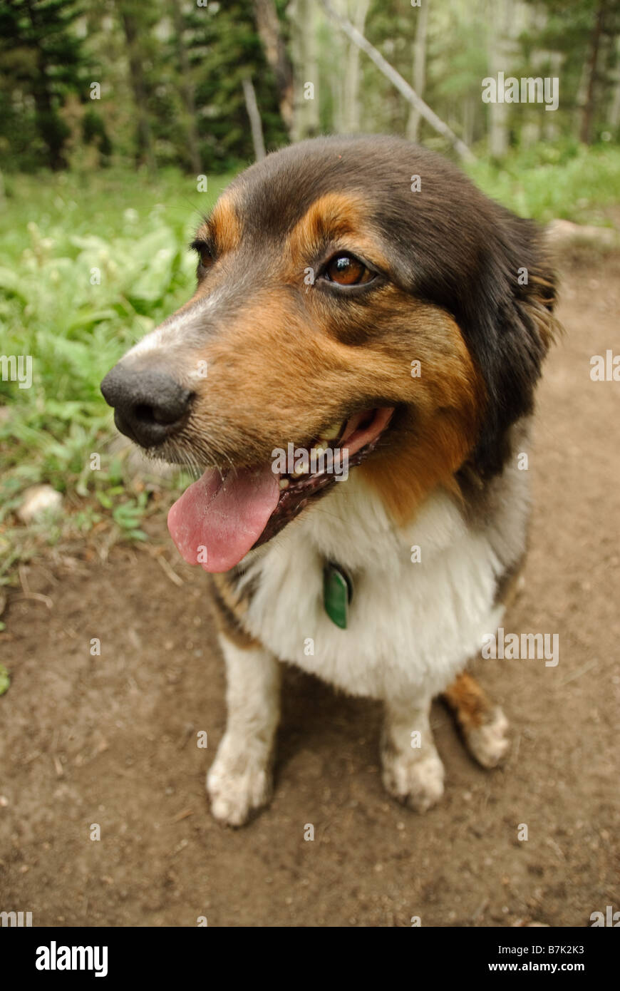 Aussie sitting hi-res stock photography and images - Alamy