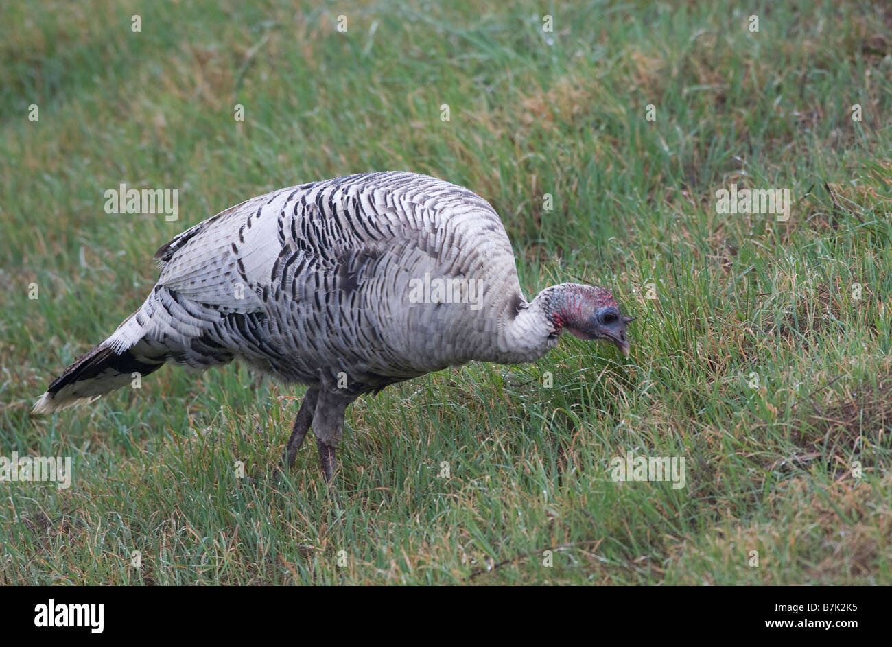 Partial leucism hi-res stock photography and images - Alamy