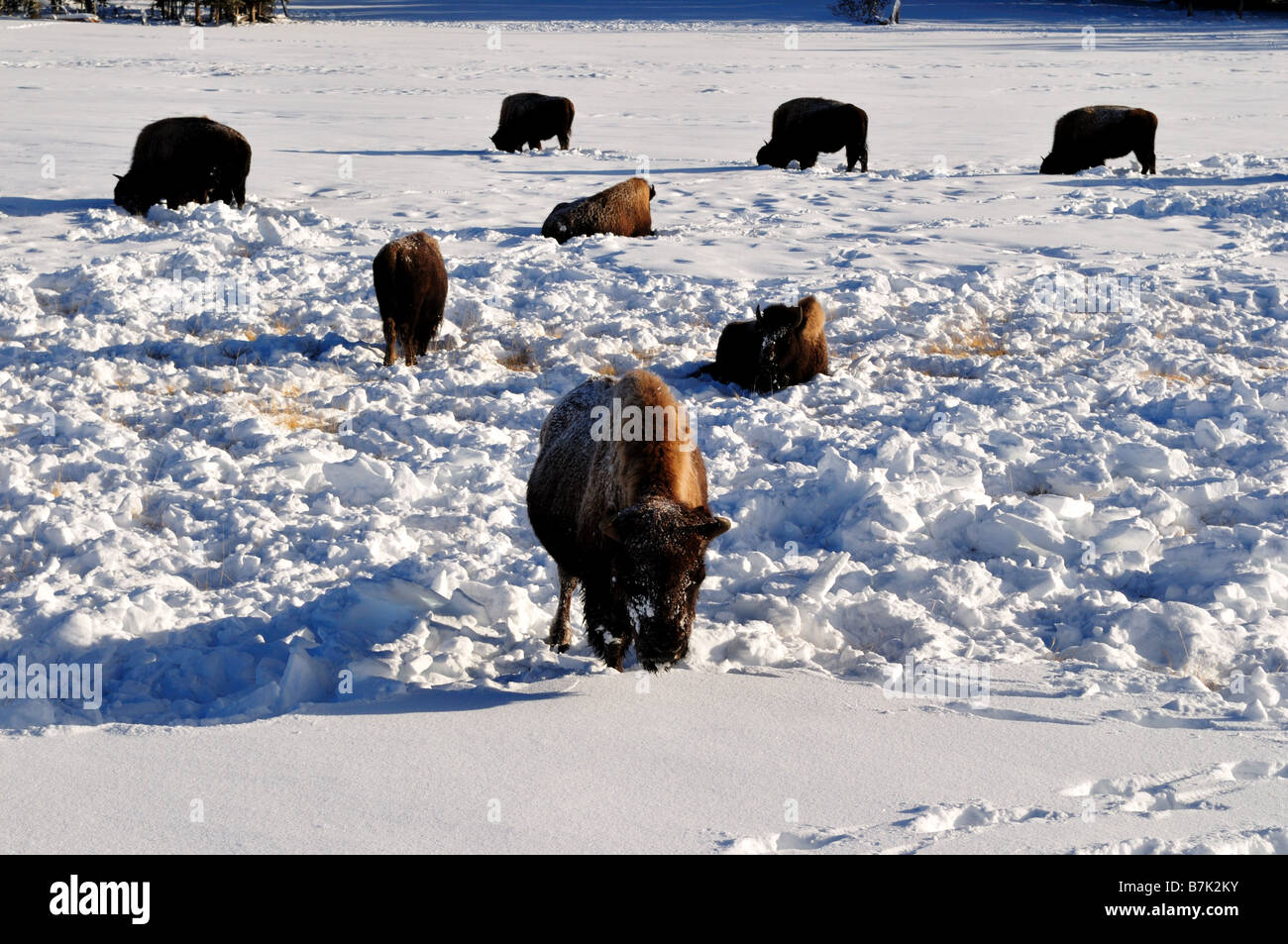 Yellowstone bison herd hi-res stock photography and images - Alamy