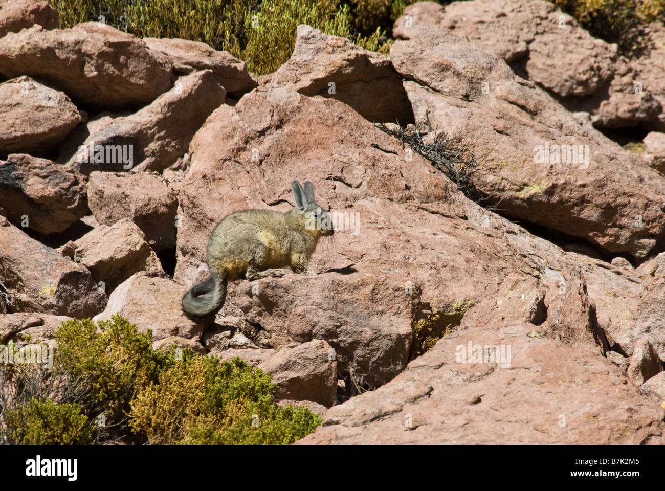 The Southern Viscacha (Lagidium viscacia) is a species of rodent in the ...