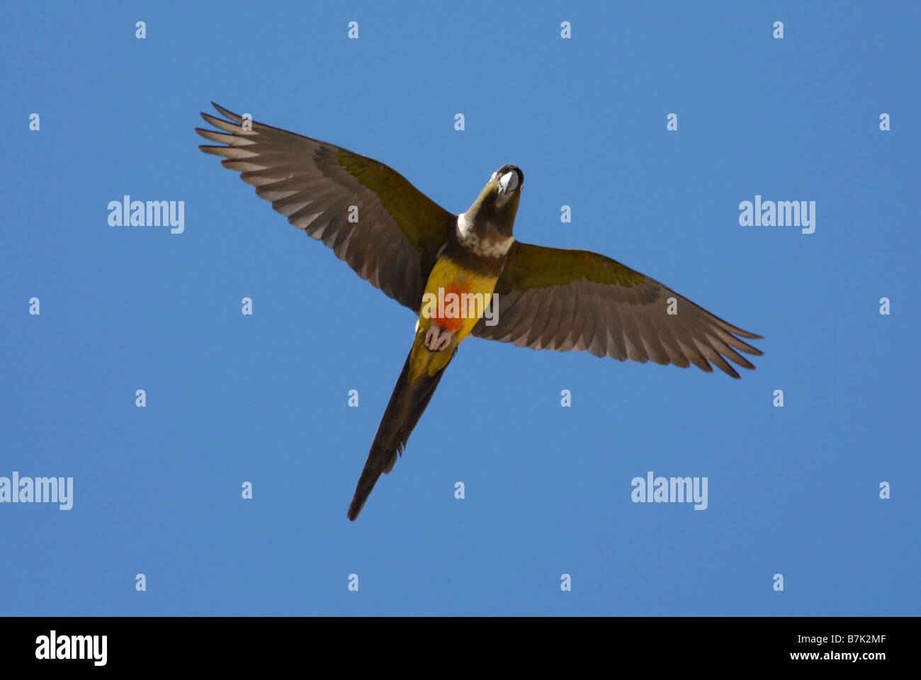 The Burrowing Parakeet (Cyanoliseus patagonus), Chile Stock Photo - Alamy