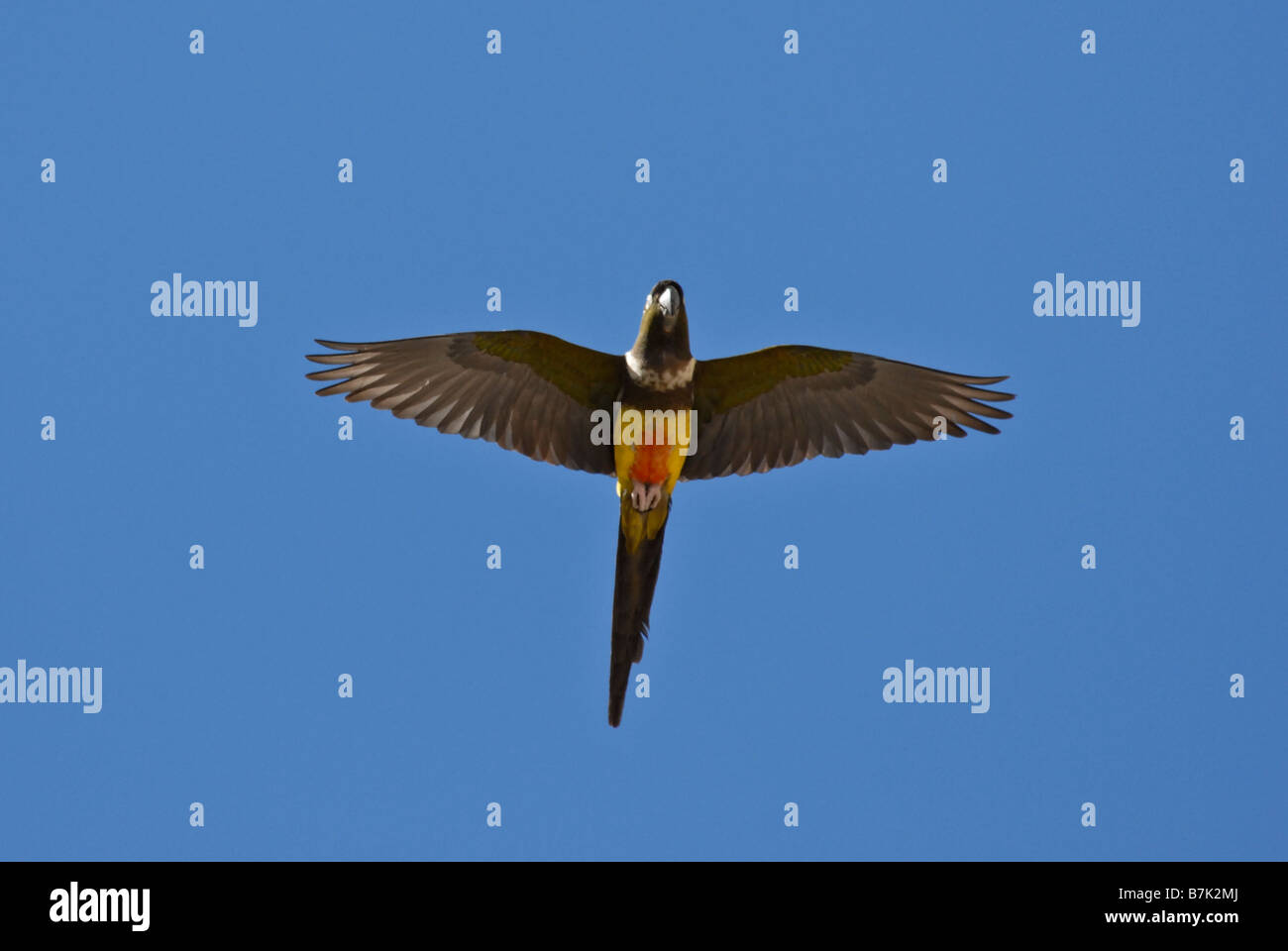 The Burrowing Parakeet (Cyanoliseus patagonus), Chile Stock Photo - Alamy