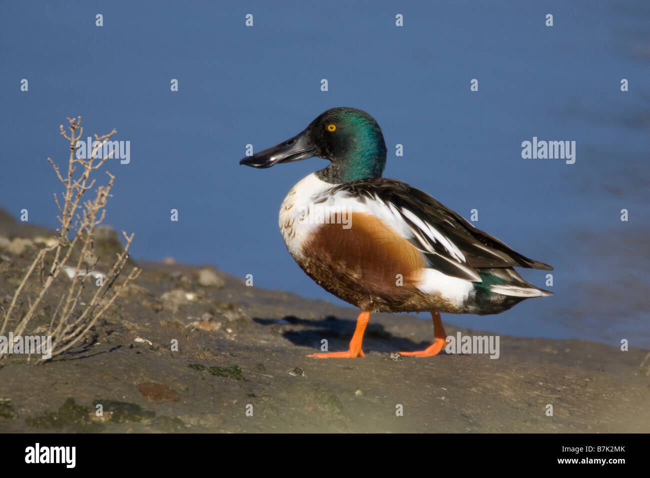 The northern shoveler hi-res stock photography and images - Alamy