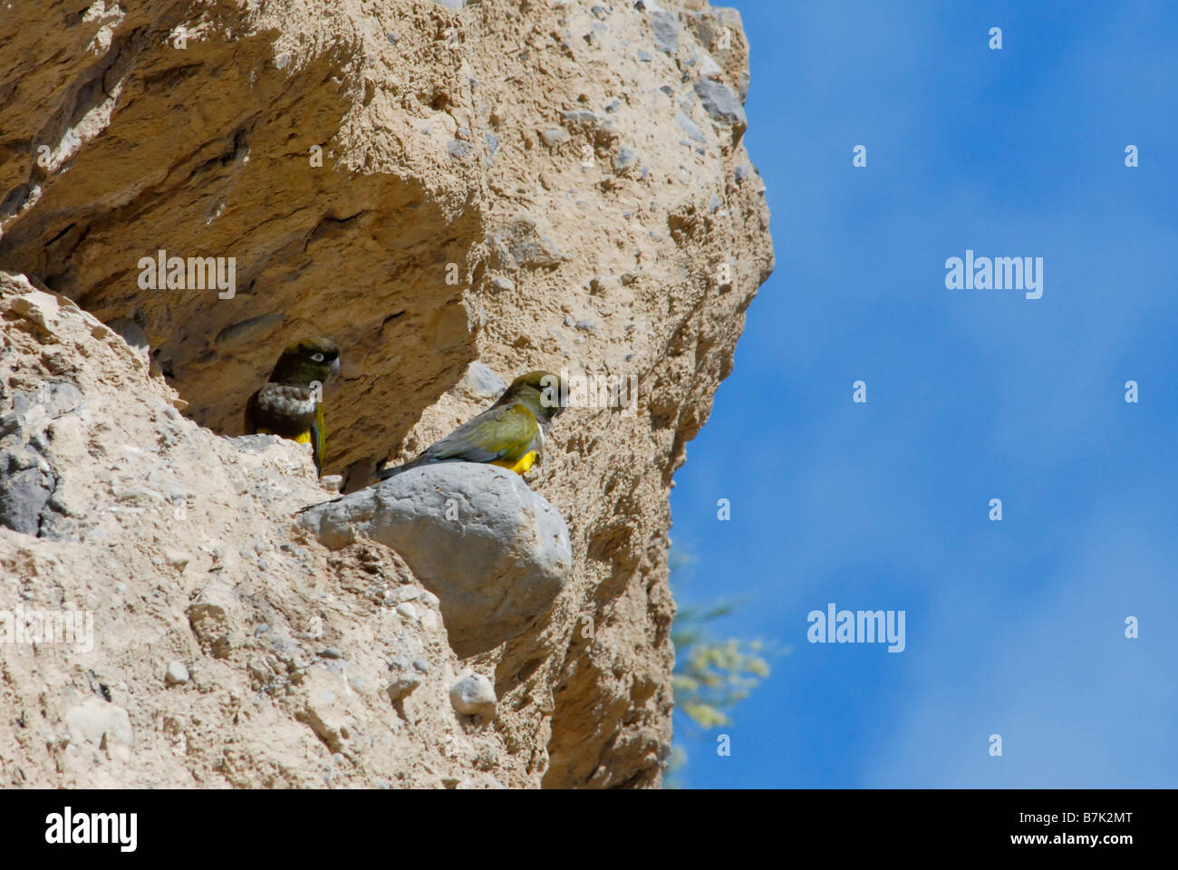 The Burrowing Parakeet (Cyanoliseus patagonus), Chile Stock Photo - Alamy
