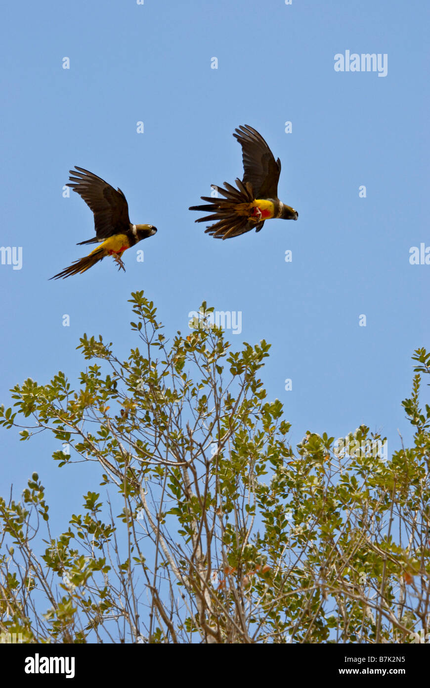 Cyanoliseus patagonus hi-res stock photography and images - Alamy