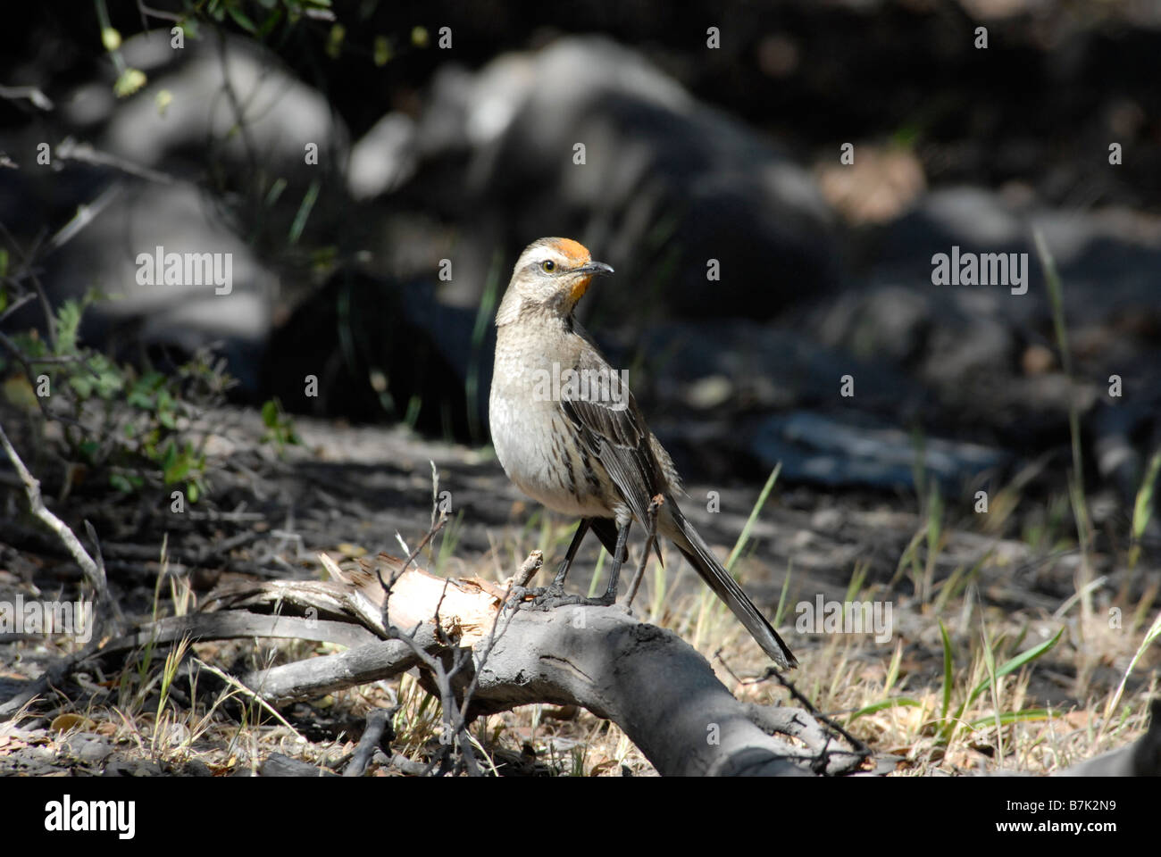 Mimidae family hi-res stock photography and images - Alamy
