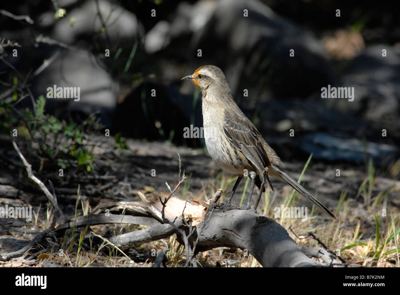 Mimidae family hi-res stock photography and images - Alamy