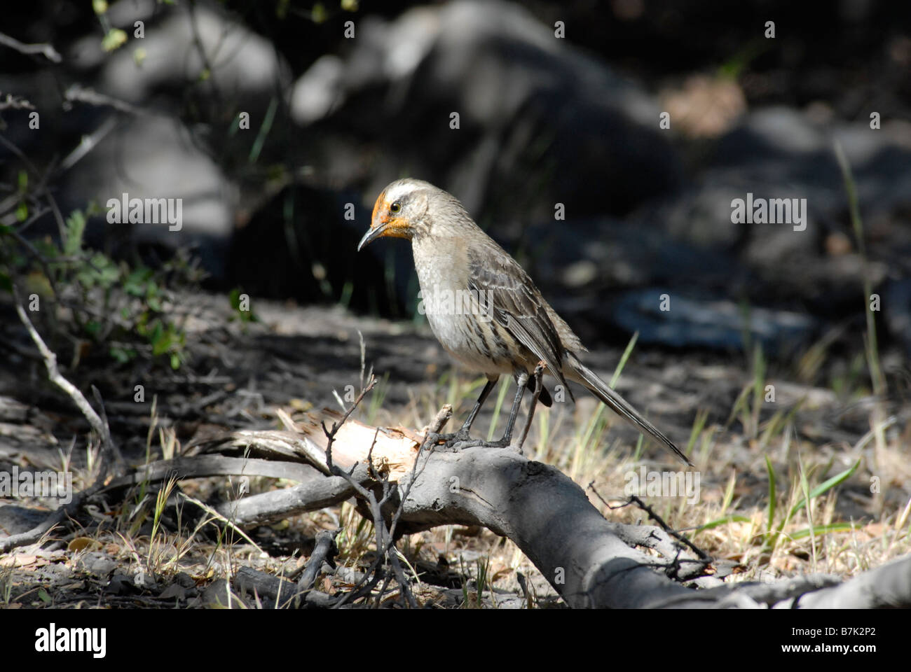 Mimidae family hi-res stock photography and images - Alamy