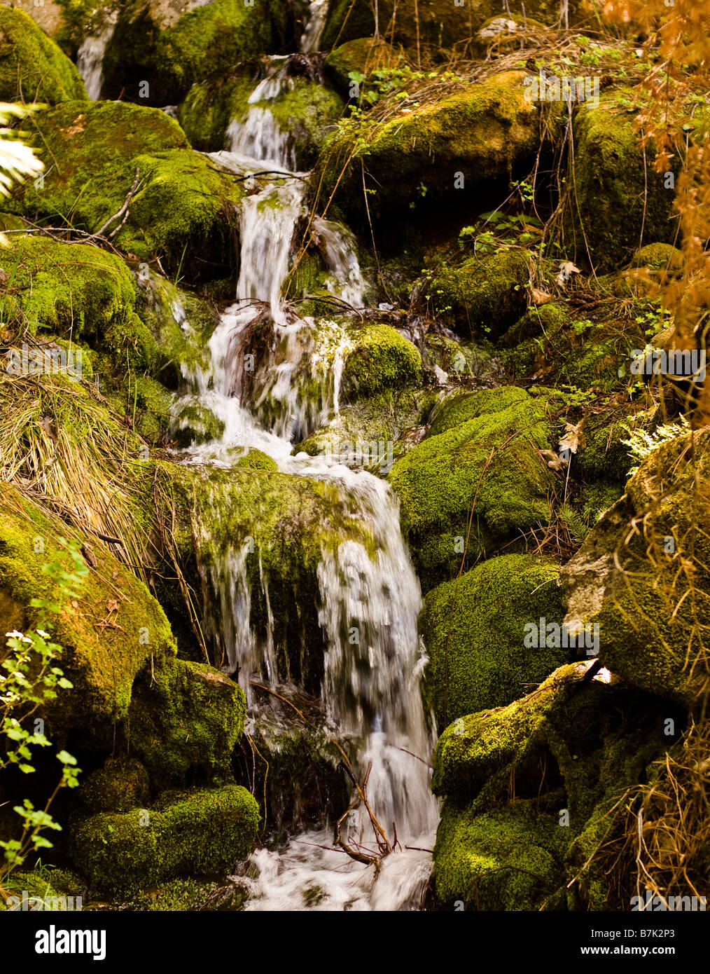 small spring stream in yosemite national forest Stock Photo - Alamy