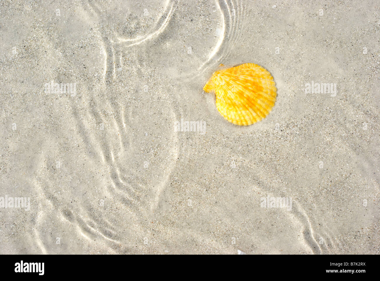 Shell and surf on the beach Stock Photo - Alamy