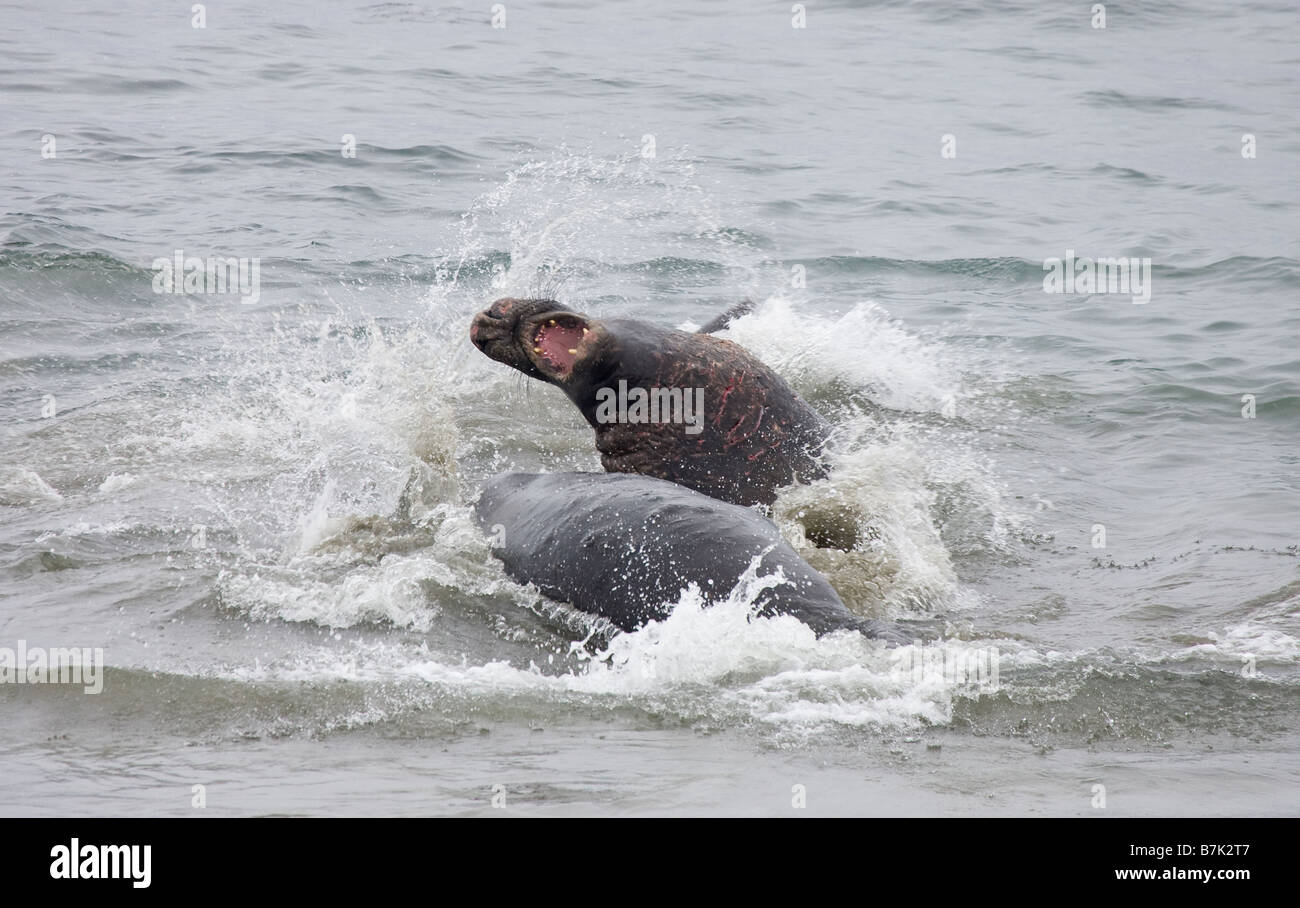 Bull elephant seals fighting hi-res stock photography and images - Alamy