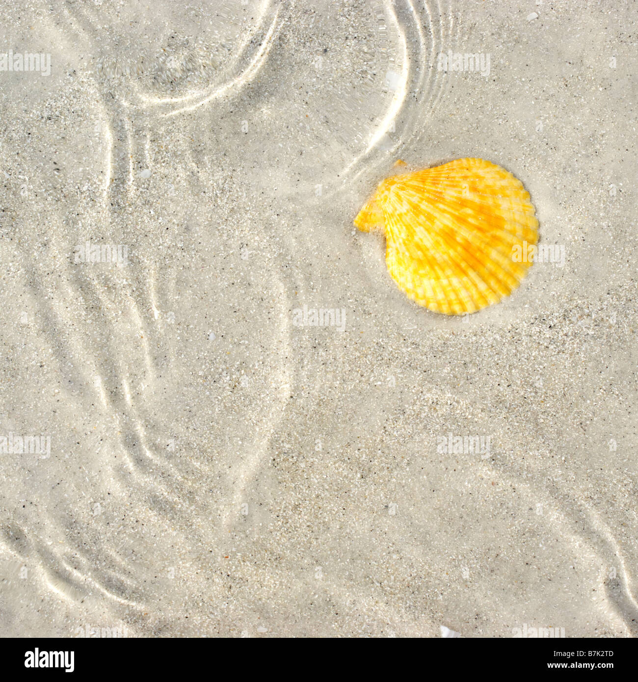 Shell on the beach Stock Photo - Alamy