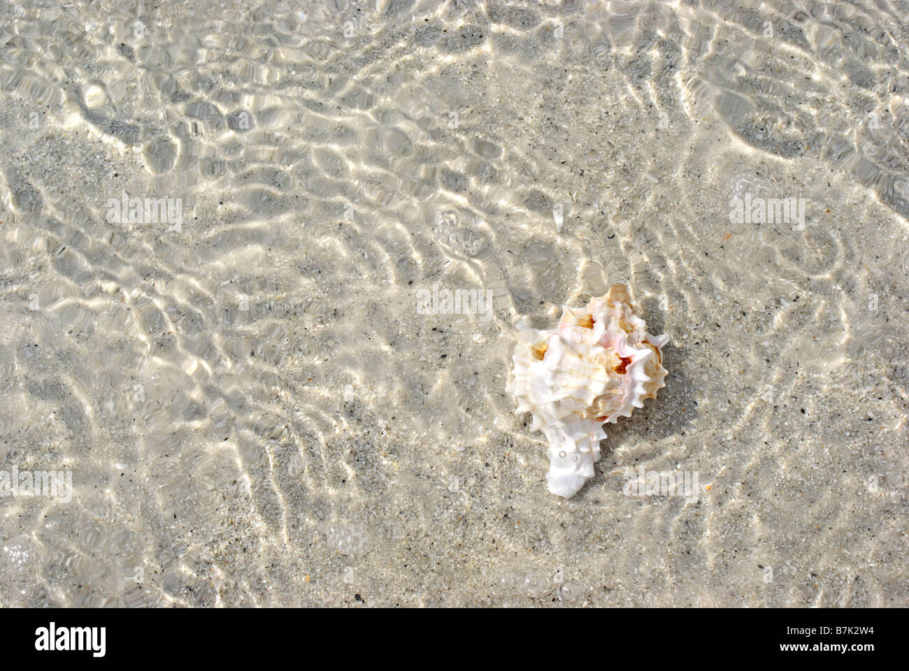 Shell covered beach hi-res stock photography and images - Alamy