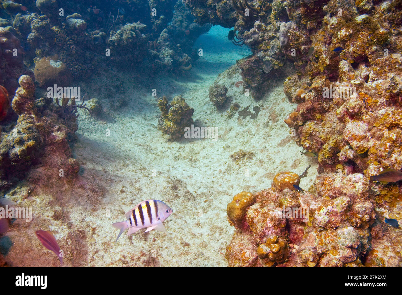 sergeant major damselfish and colorful coral reef in caribbean sea near ...