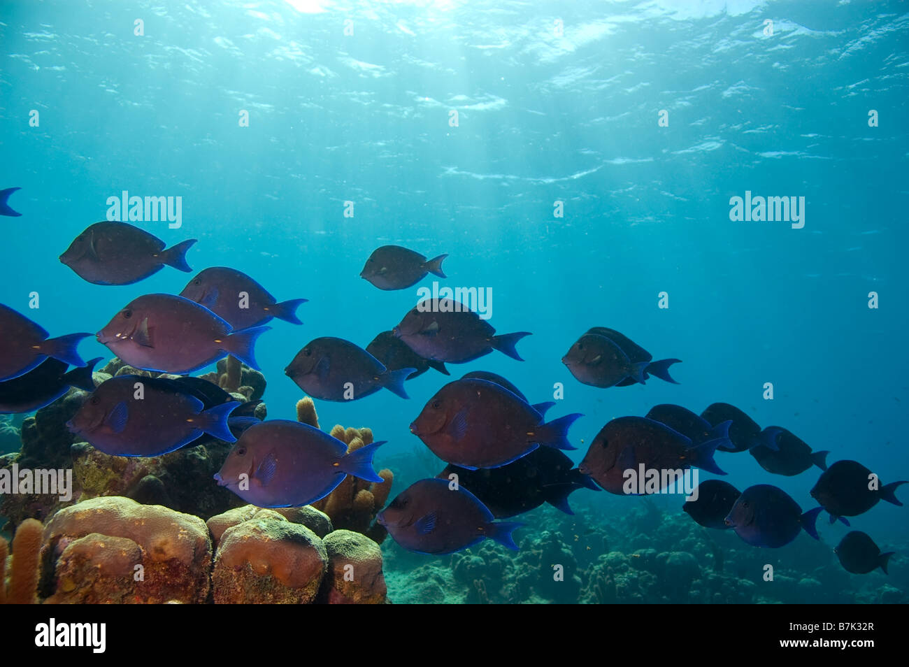 sunbeams on school of blue tang in caribbean sea near roatan Stock ...