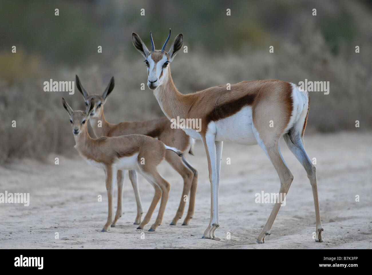 Springbok ewe with lamb in the Karoo, South Africa. Near Calitzdorp hot ...
