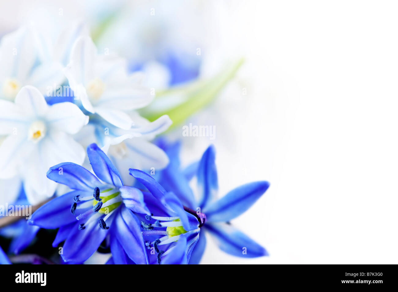 Floral background of first spring flowers close up Stock Photo - Alamy