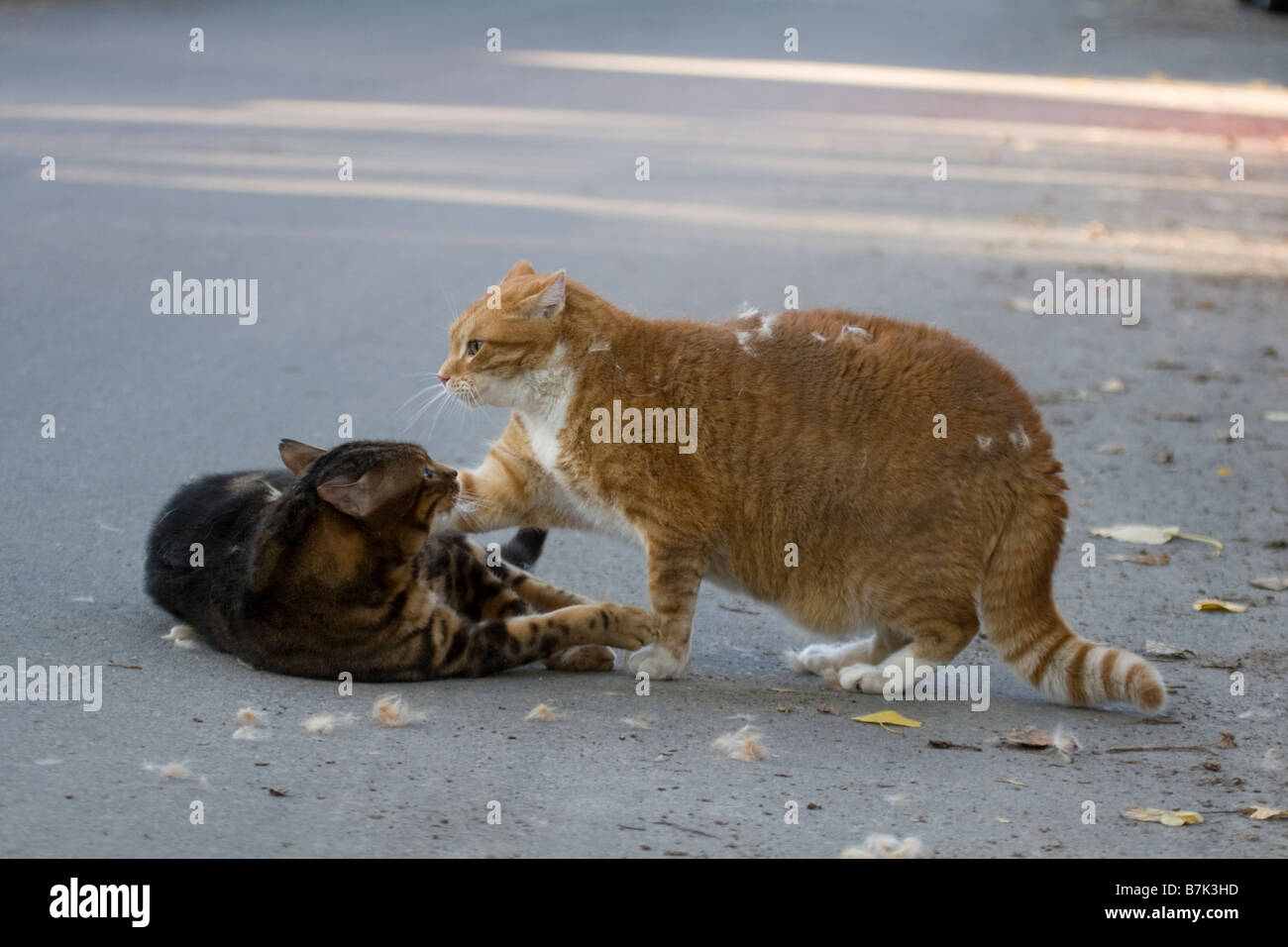Catfight hi-res stock photography and images - Alamy