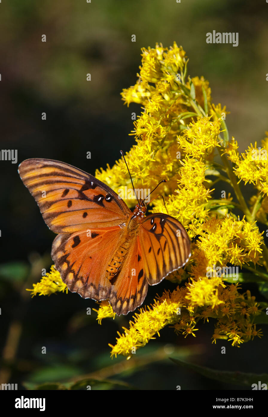 Gulf fritillary butterfly hi-res stock photography and images - Alamy
