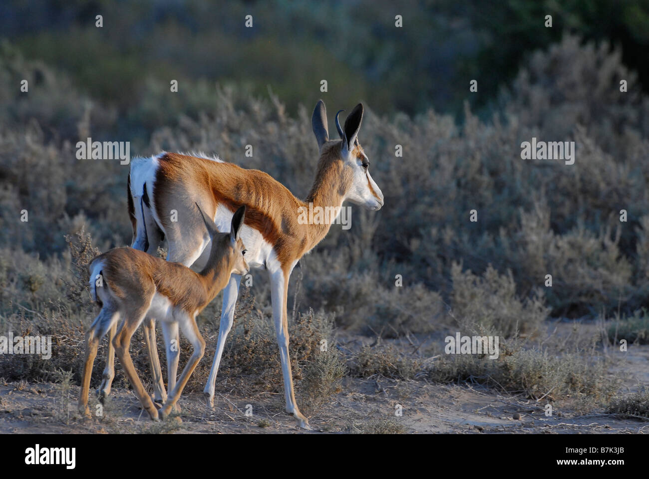 Springbok ewe with lamb in the Karoo, South Africa. Near Calitzdorp hot ...