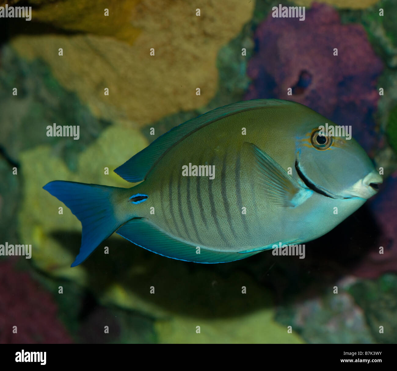 Colorful saltwater fish Stock Photo - Alamy