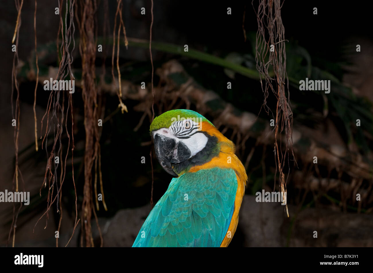 Brightly colored macaw Stock Photo - Alamy