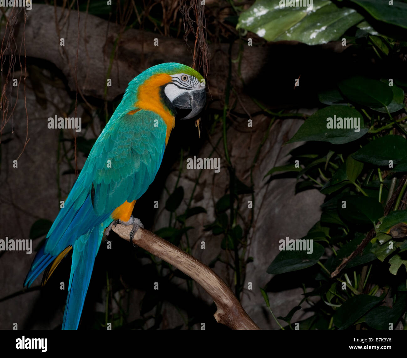 Bright macaw posing Stock Photo - Alamy
