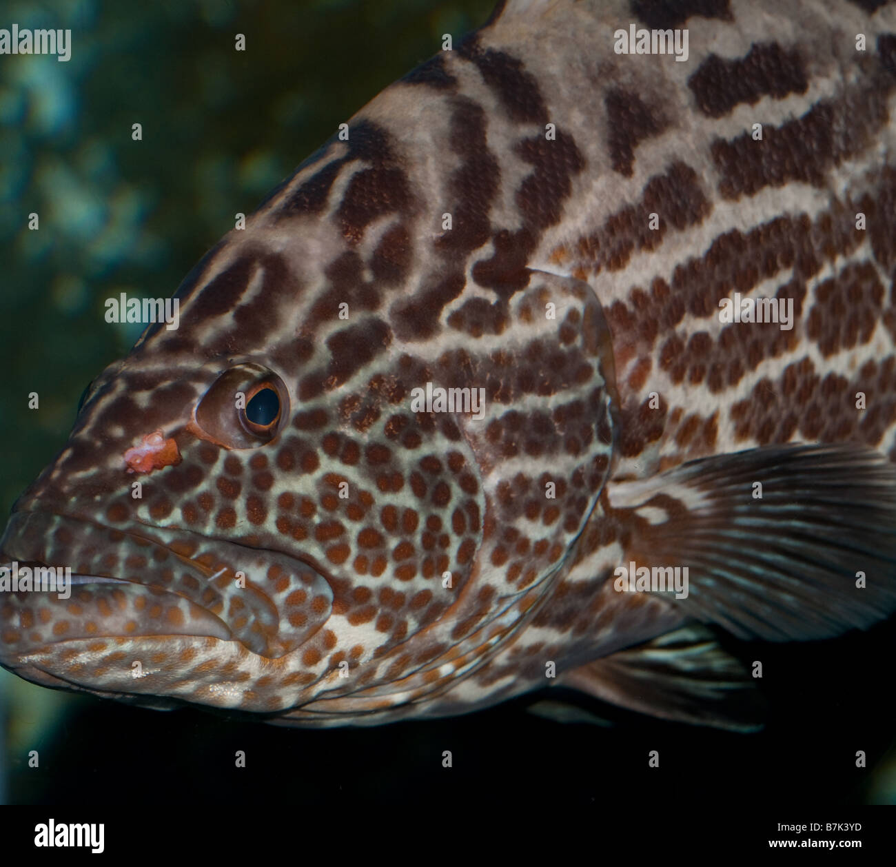 Fish of gulf of mexico hi-res stock photography and images - Alamy