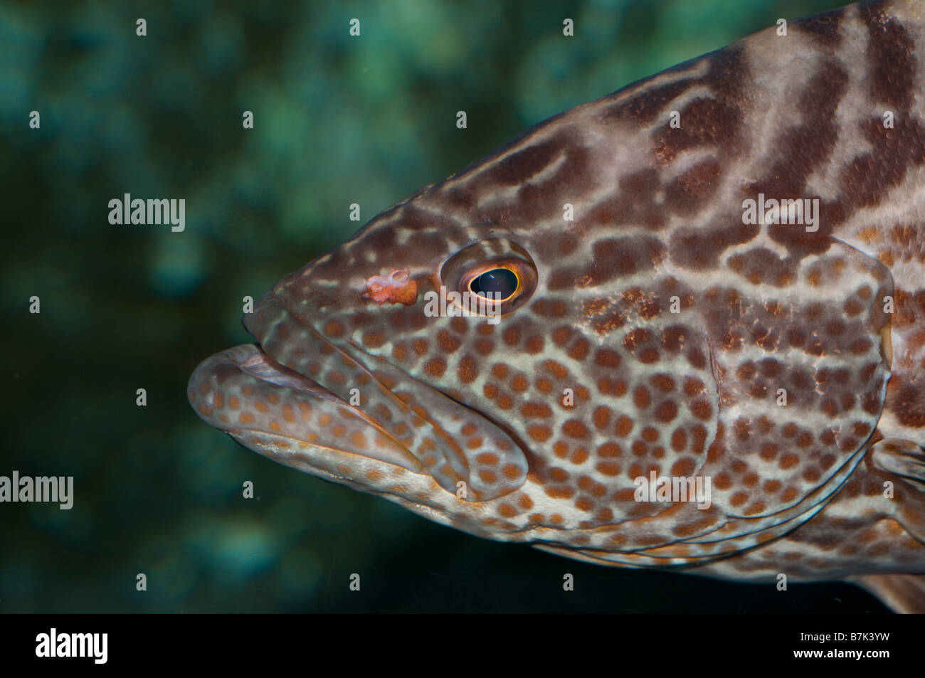 Colorful reef fish Stock Photo - Alamy