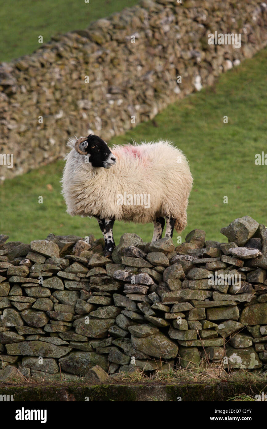 Sheep stood on a wall Stock Photo - Alamy