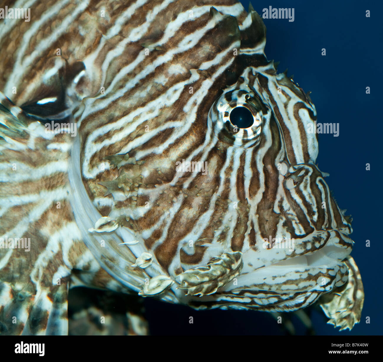 White stripes lionfish hi-res stock photography and images - Alamy