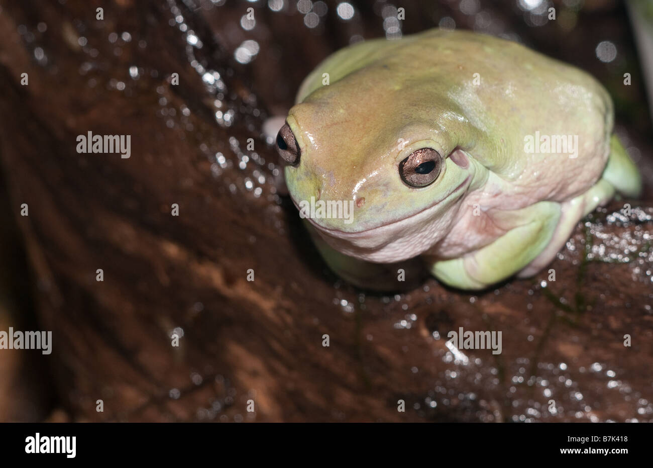 Barking Tree Frog High Resolution Stock Photography and Images - Alamy