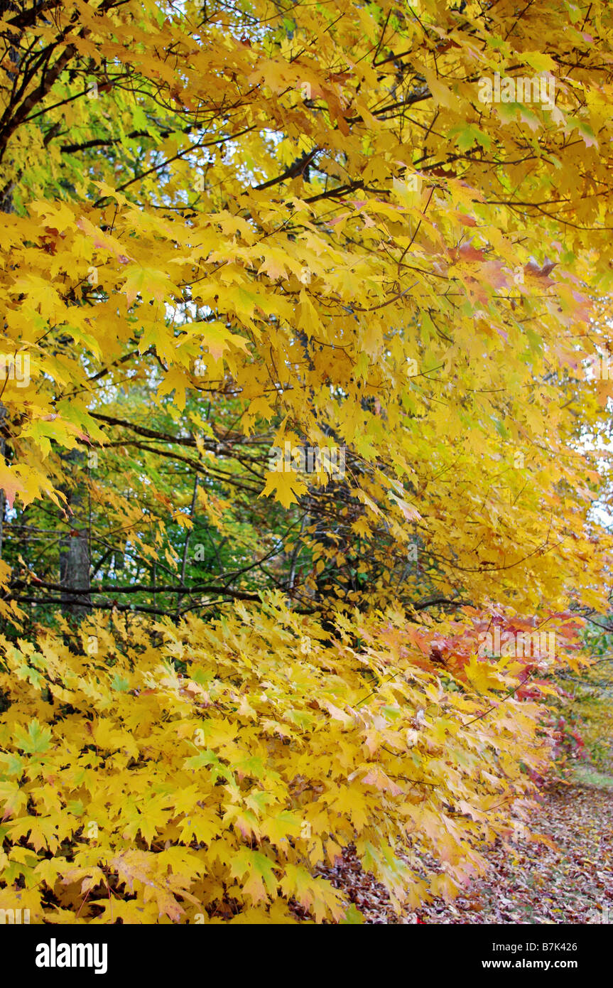 Fall Trees Natchez Trace Pkwy Tennessee USA Stock Photo - Alamy