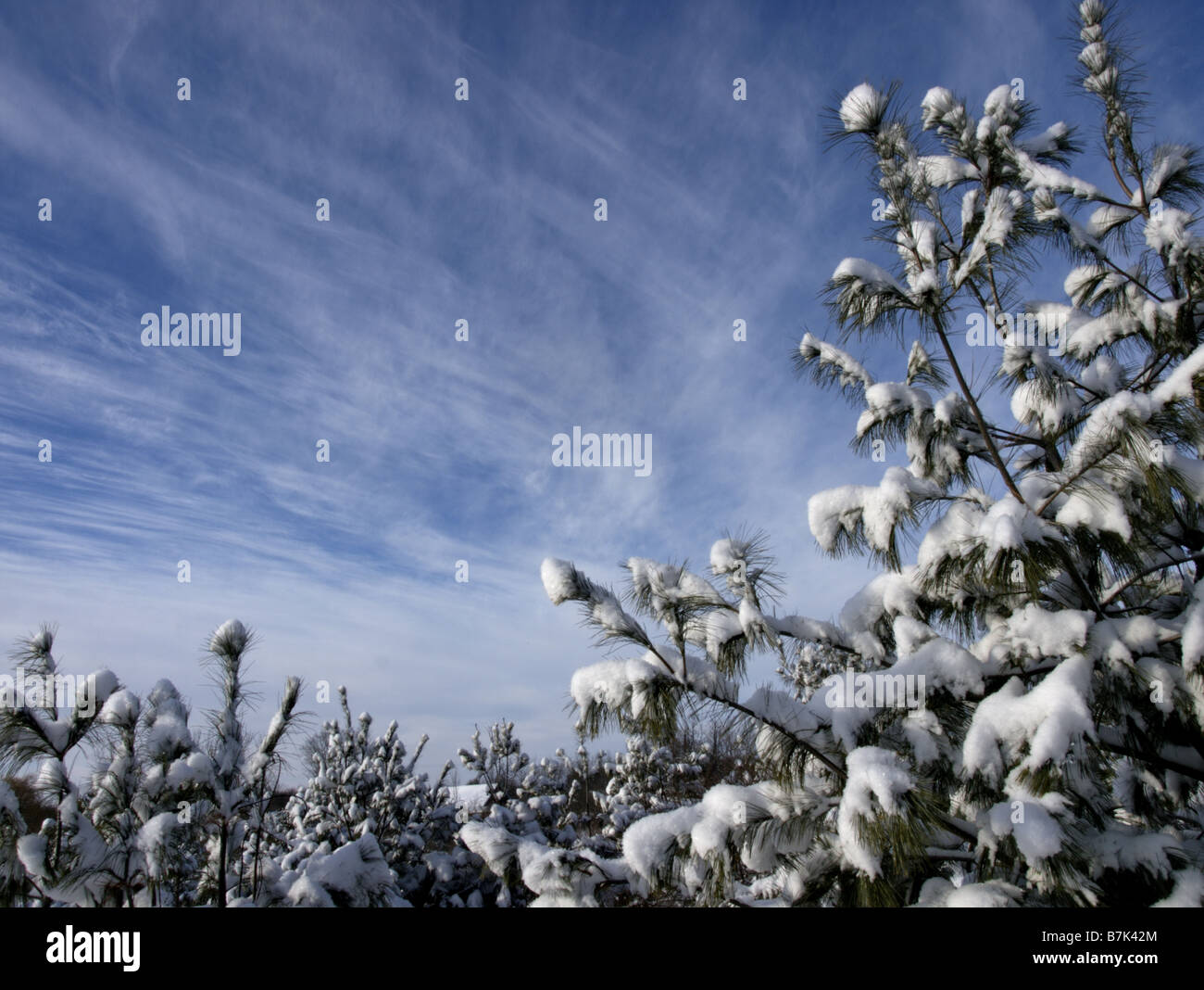 A winter themed corner with snow covered evergreens for your layout ...