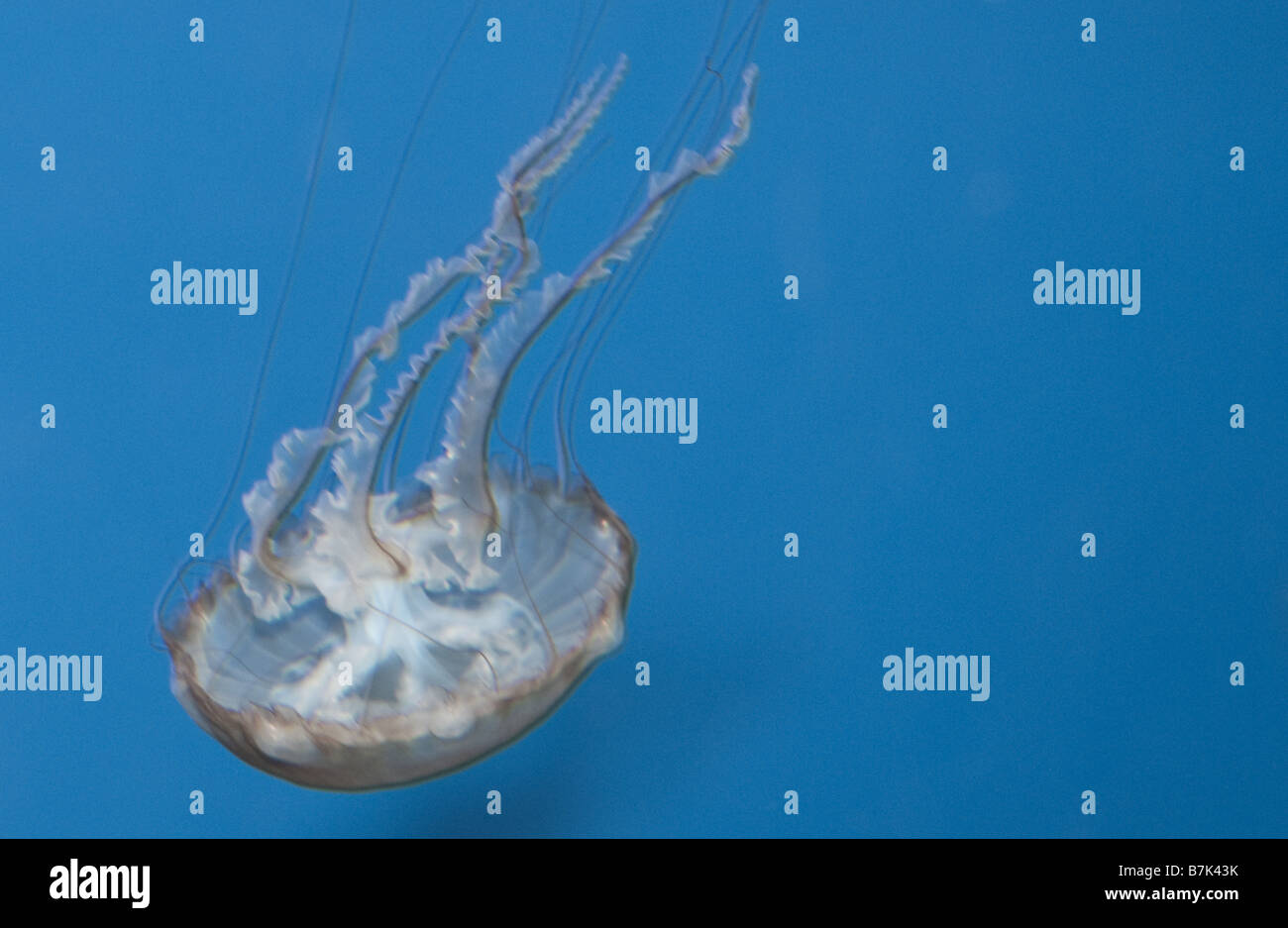 Fish and jellyfish hi-res stock photography and images - Alamy