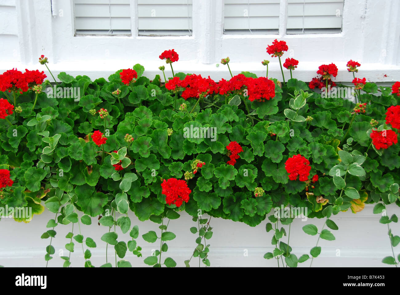 Geraniums On Window Sill High Resolution Stock Photography and Images - Alamy