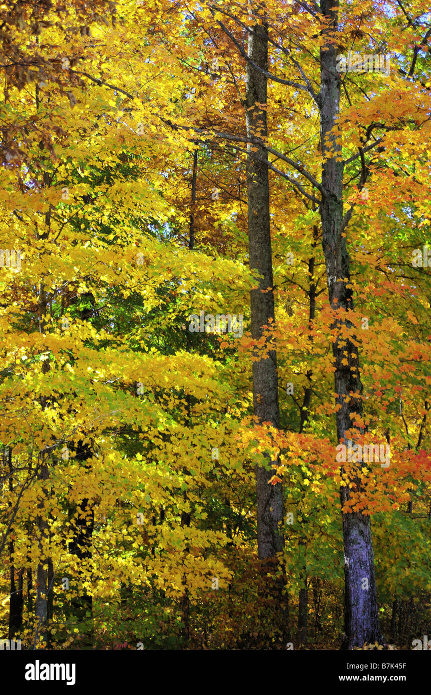 Fall Trees Natchez Trace Pkwy Tennessee USA Stock Photo - Alamy