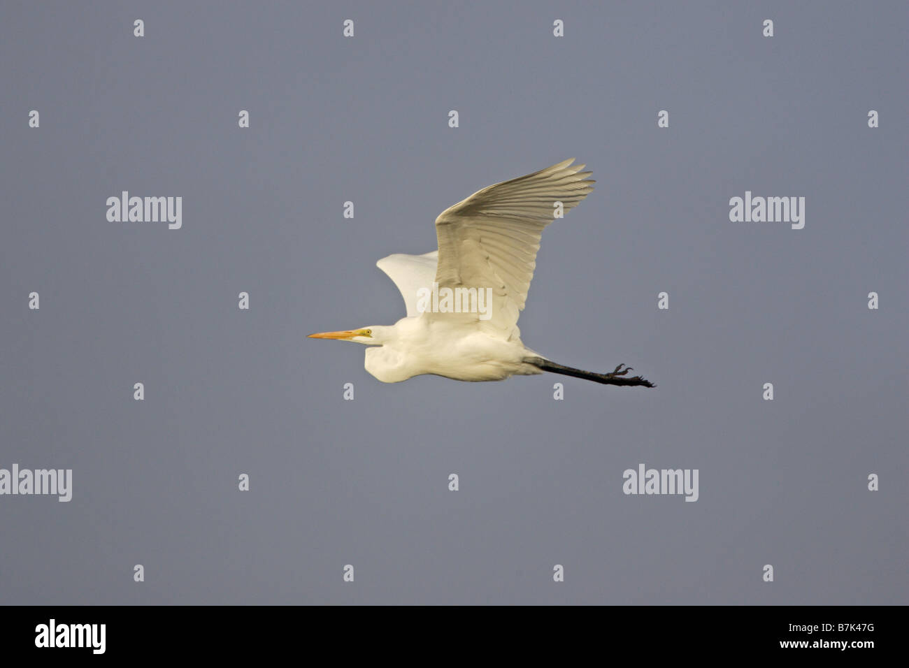 Great Egret in flight Stock Photo - Alamy