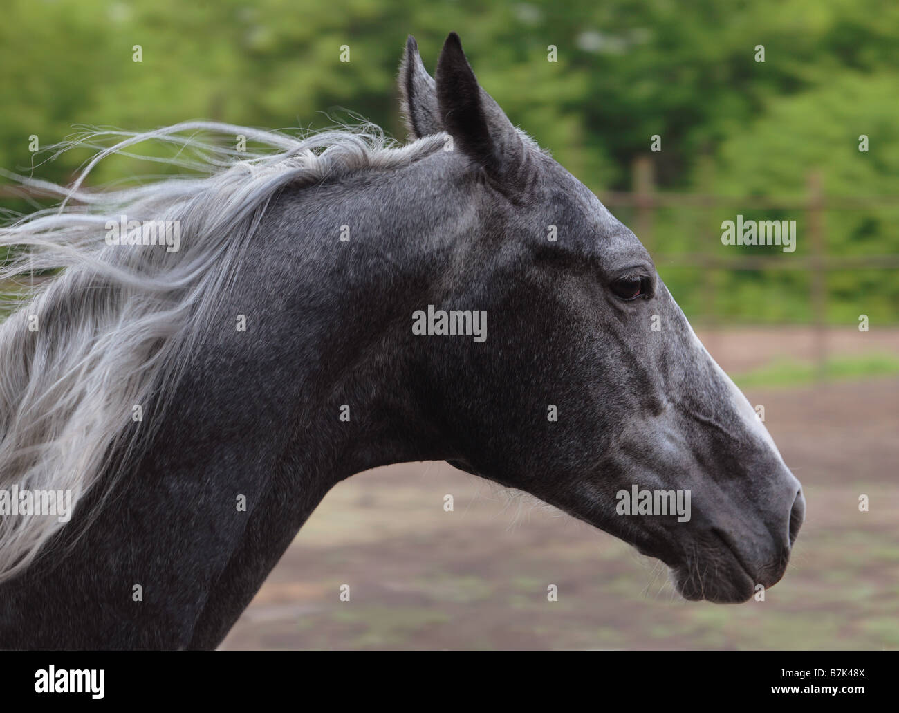 Caballo orlow hi-res stock photography and images - Alamy
